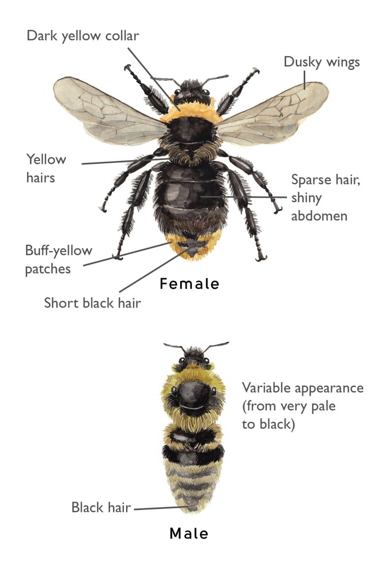 Field Cuckoo Bee | Blooms for Bees
